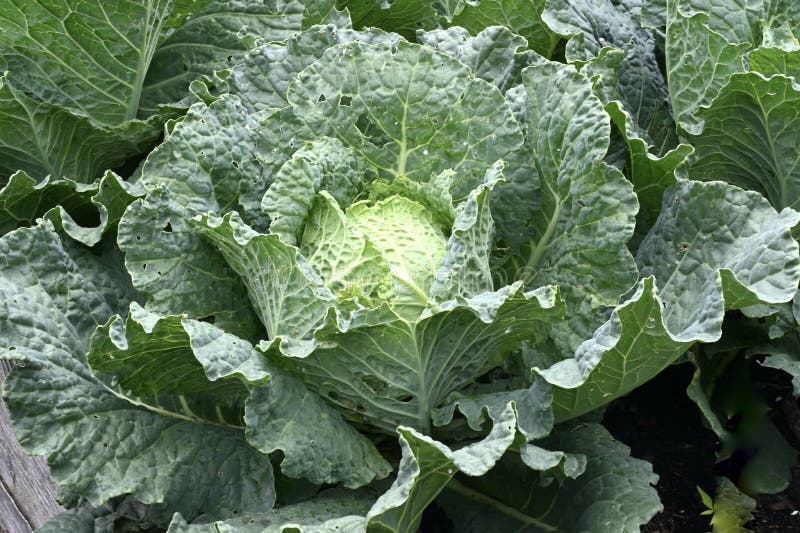 Grreen Cabbage Head stock image. Image of head, grreen - 224146543