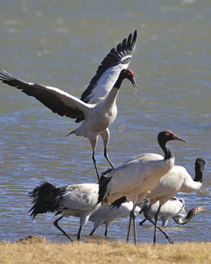 Gru fotografia stock. Immagine di yunnan, uccelli, cina - 13460264