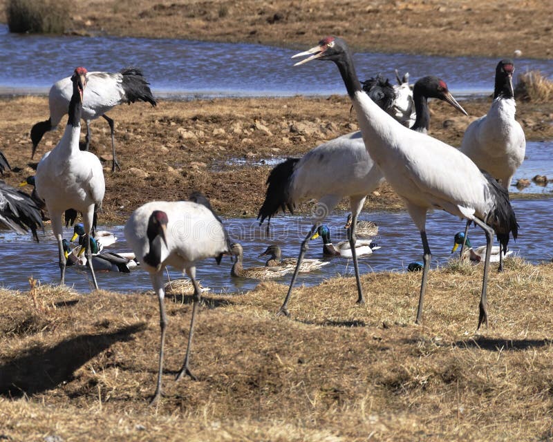 Gru fotografia stock. Immagine di yunnan, uccelli, cina - 13460264