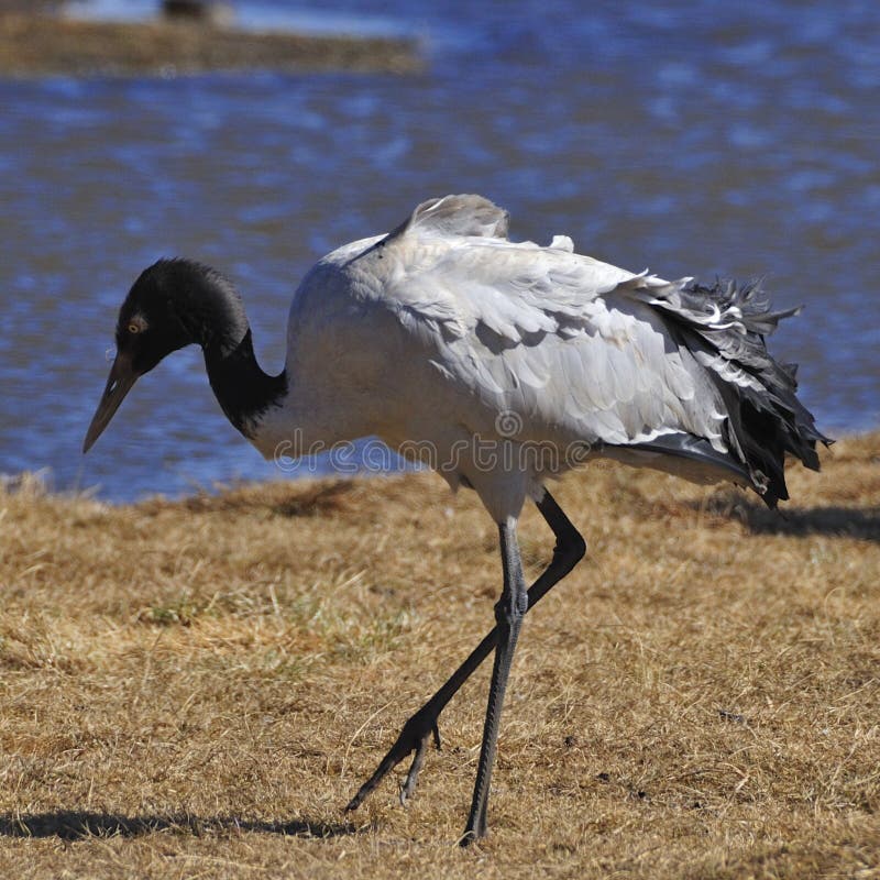 Gru fotografia stock. Immagine di yunnan, uccelli, cina - 13460264