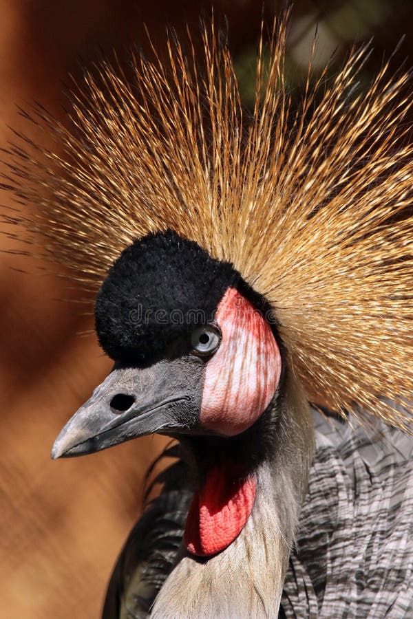 Gru fotografia stock. Immagine di giallo, piume, africa - 73558320