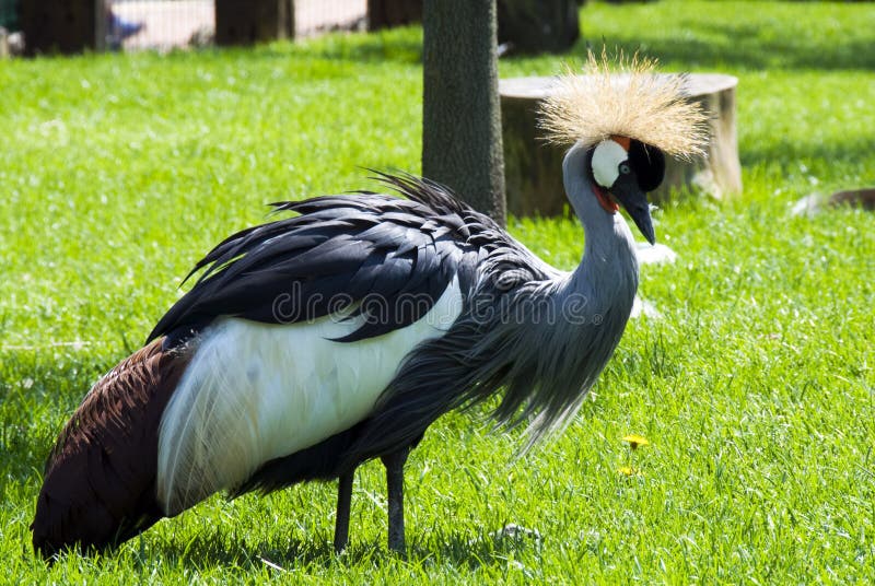 Gru Euroasiatica (grus Del Grus) Fotografia Stock - Immagine di sfondo ...
