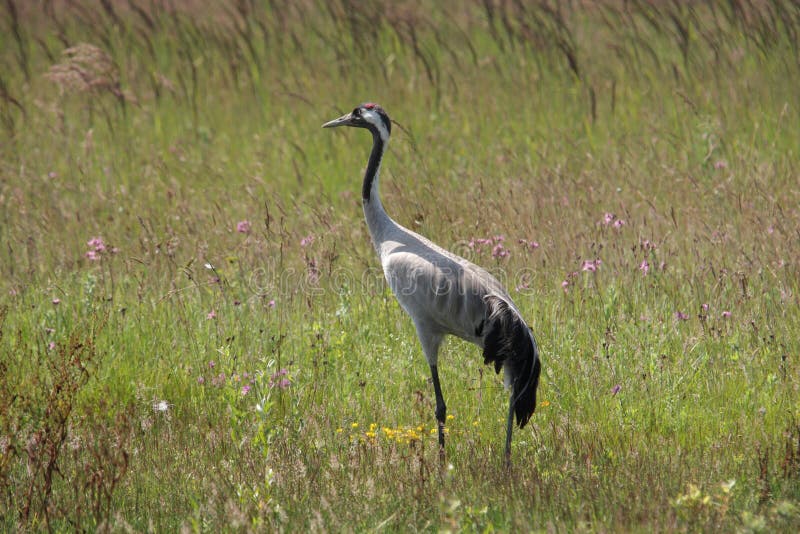 Gru comune fotografia stock. Immagine di battitore, europa - 50553526
