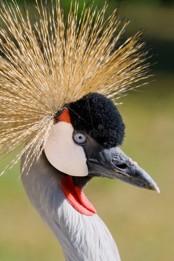 Gru comune (Grus del Grus) immagine stock. Immagine di grigio - 15479009