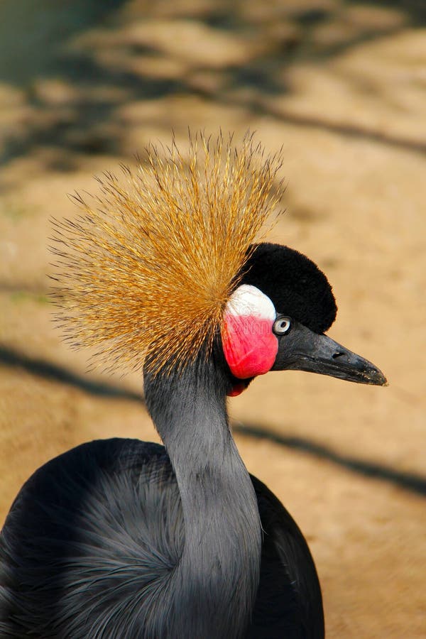 Gru crestata fotografia stock. Immagine di piume, uccelli - 13331914