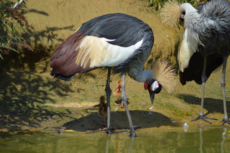 Gru crestata fotografia stock. Immagine di piume, uccelli - 13331914