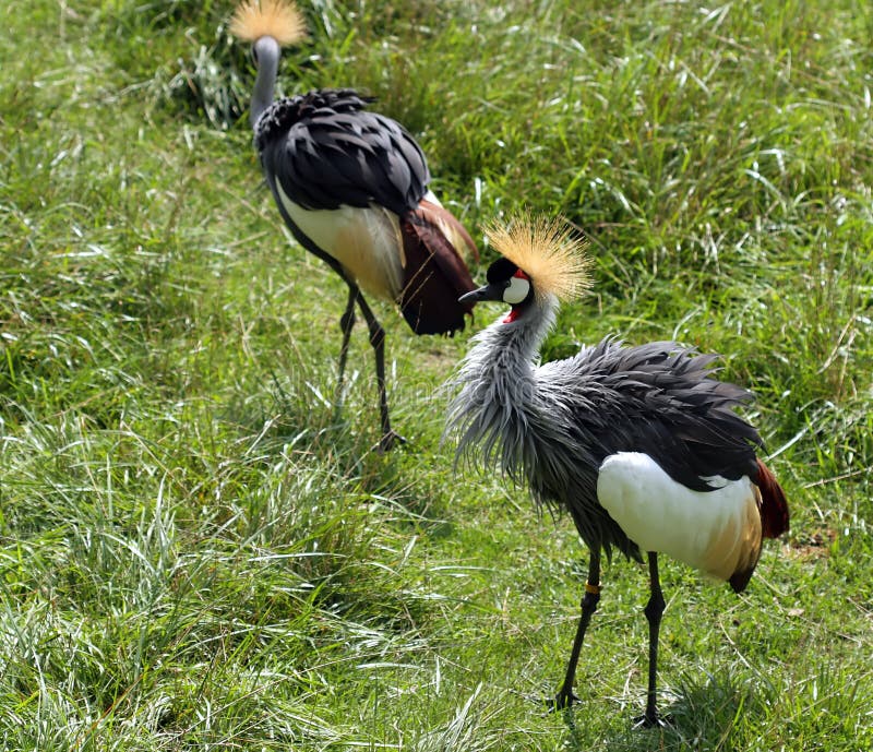 Gru crestata africana immagine stock. Immagine di natura - 11166587