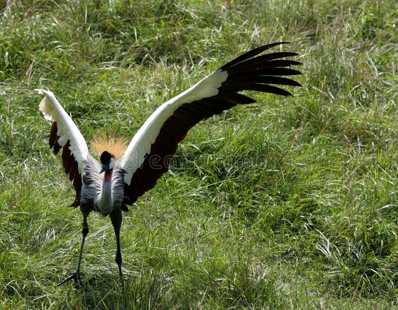 Gru crestata africana immagine stock. Immagine di natura - 11166587