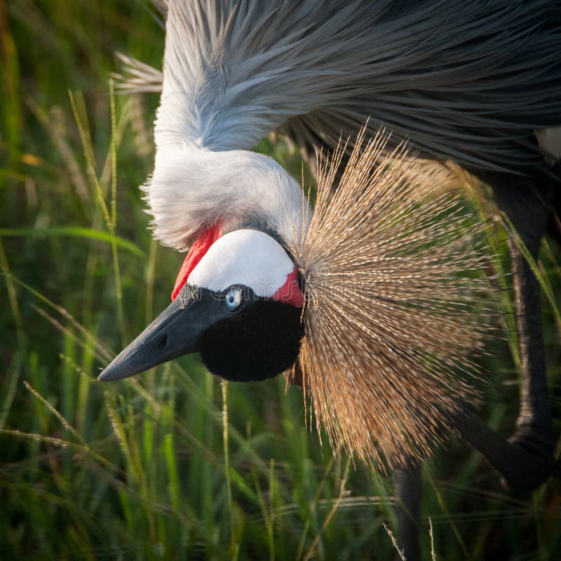 Gru crestata immagine stock. Immagine di obliquamente, crown - 553309