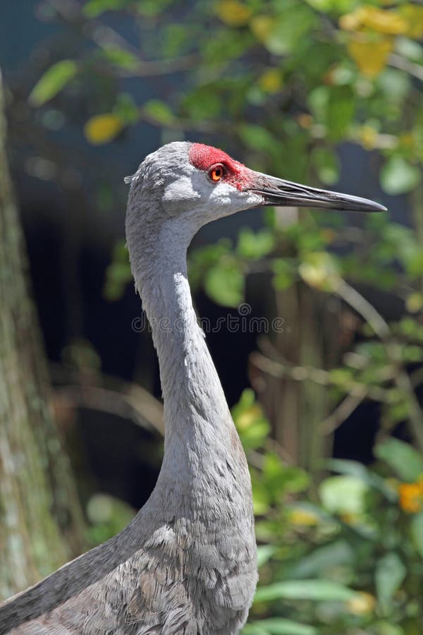Gru del Canada immagine stock. Immagine di animale, canada - 26029875