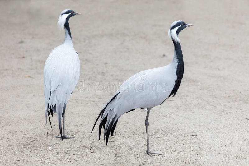 Uccelli Della Gru Come Simbolo Di Ecologia Fotografia Stock - Immagine ...