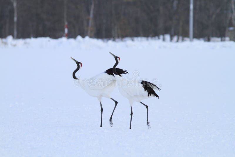 Gru Giapponese O Gru Rosso-incoronata Immagine Stock - Immagine di asia ...