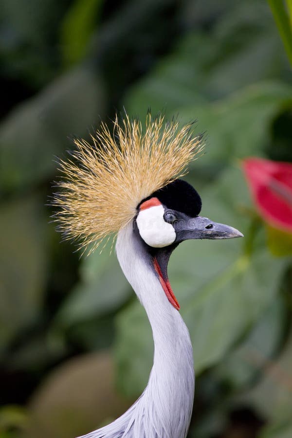 Gru Grigia Incoronata Del Sud Fotografia Stock - Immagine di africano ...