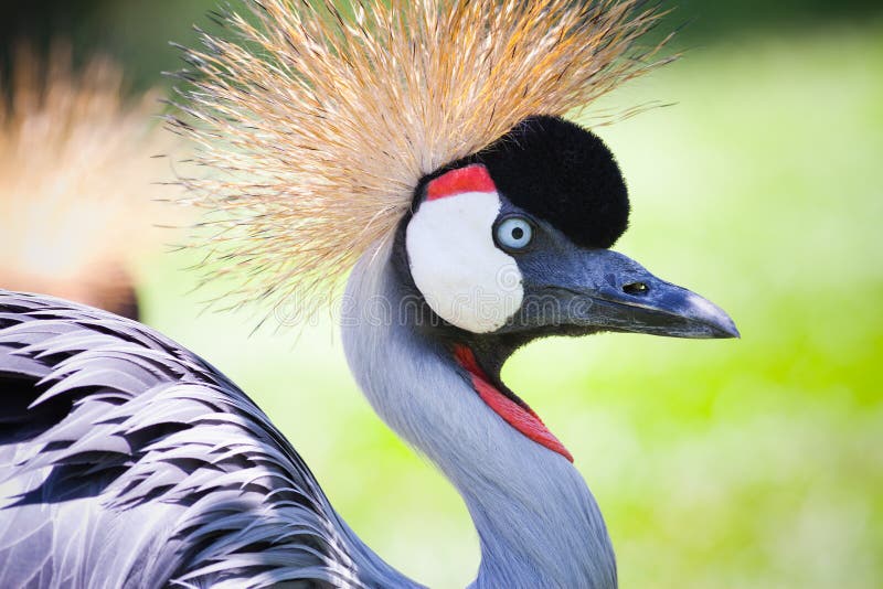 Gru incoronata grigia fotografia stock. Immagine di bellezza - 53982588