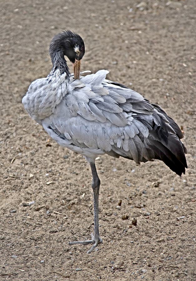 Gru Nero-con il collo 1 fotografia stock. Immagine di ornitologia - 9482624