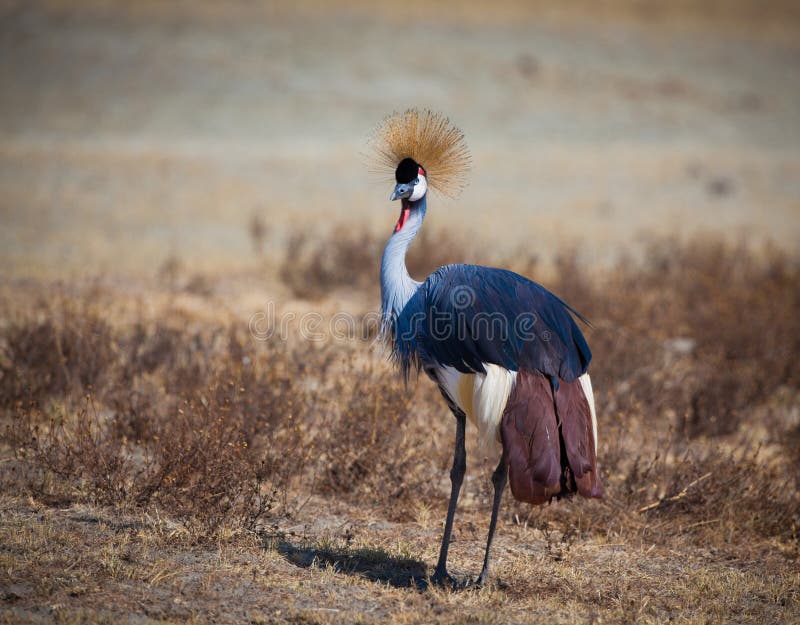 Gru reale dell'Africa immagine stock. Immagine di piume - 28448097