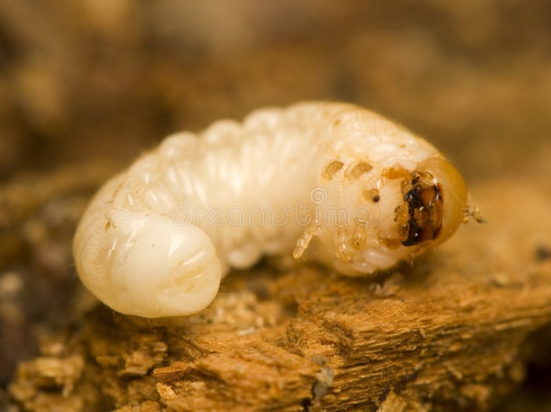Grub stock photo. Image of squirm, beetle, fishing, slimy - 22204838