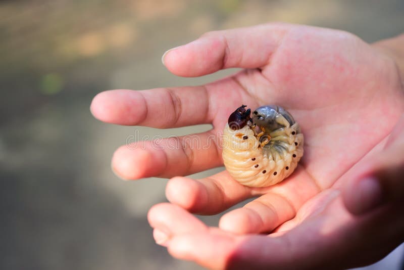The grub worm is on hand stock photo. Image of immature - 167788504