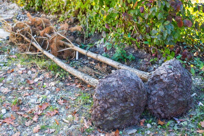 Grubbed Stump Stock Photos - Free & Royalty-Free Stock Photos from ...