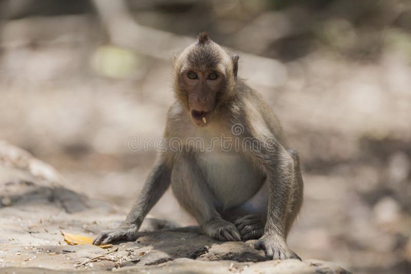 A grubby monkey stock photo. Image of realize, brown - 96223856
