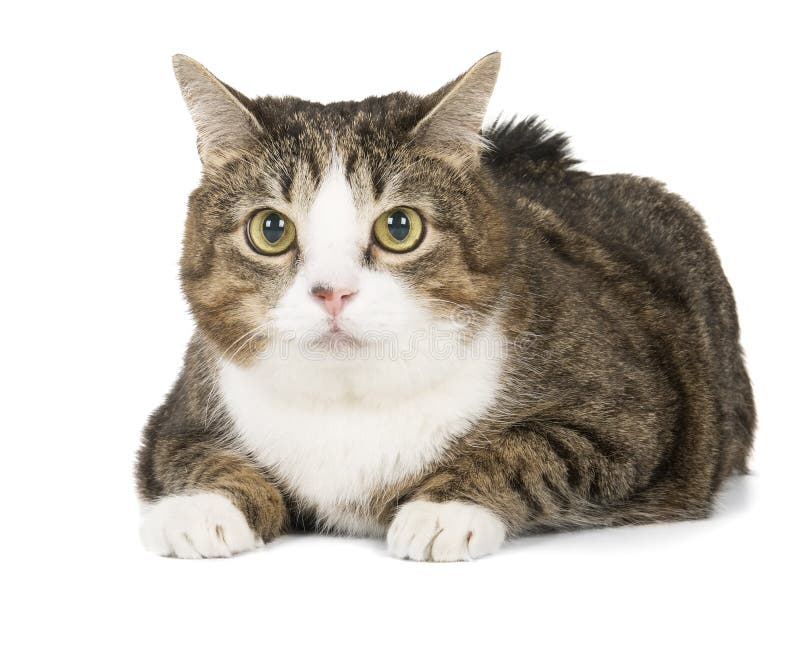 Gruby Kot Zdjęcia Stock - Pobierz 1,142 Zdjęcia Royalty Free