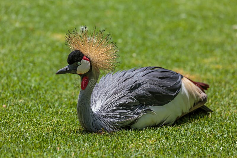 Grulla stock image. Image of color, bird, nature, endangered - 31543431