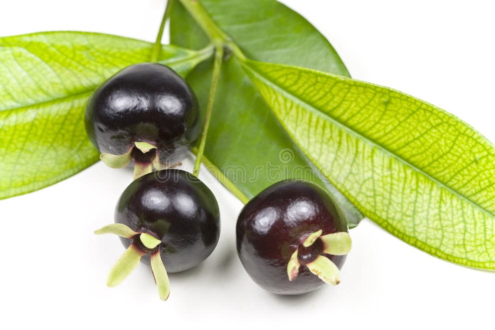 Grumichama stock image. Image of tree, subtropical, native - 16946521