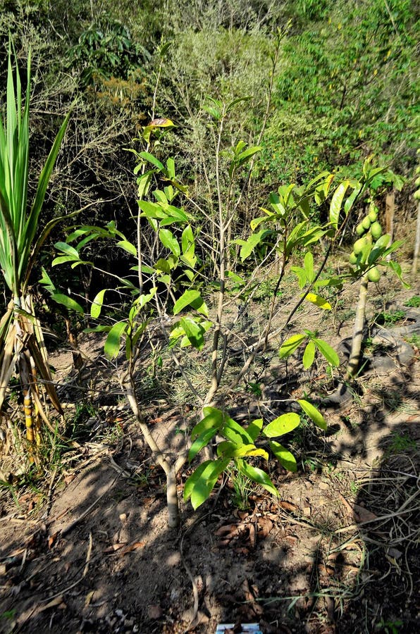 Grumixama Tree Growing in the Backyard Stock Image - Image of medicine ...
