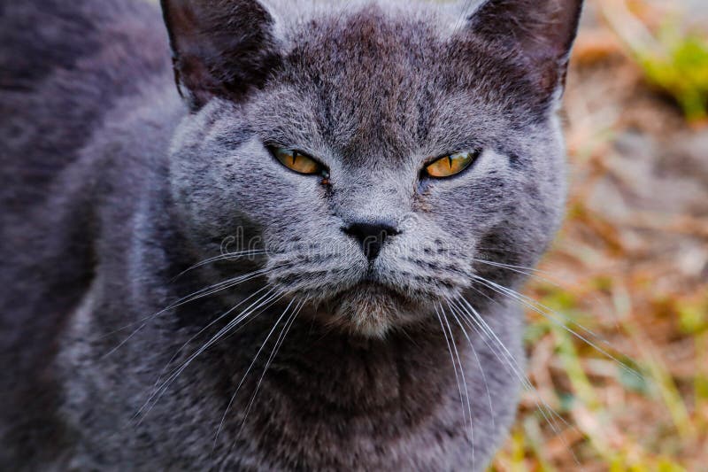 Grumpy Ash-Gray Cat Glaring with Piercing Yellow Eyes Stock Image ...