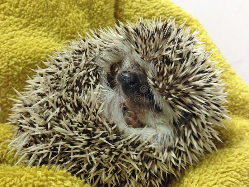 Grumpy Hedgehog Stock Photos - Free & Royalty-Free Stock Photos from ...