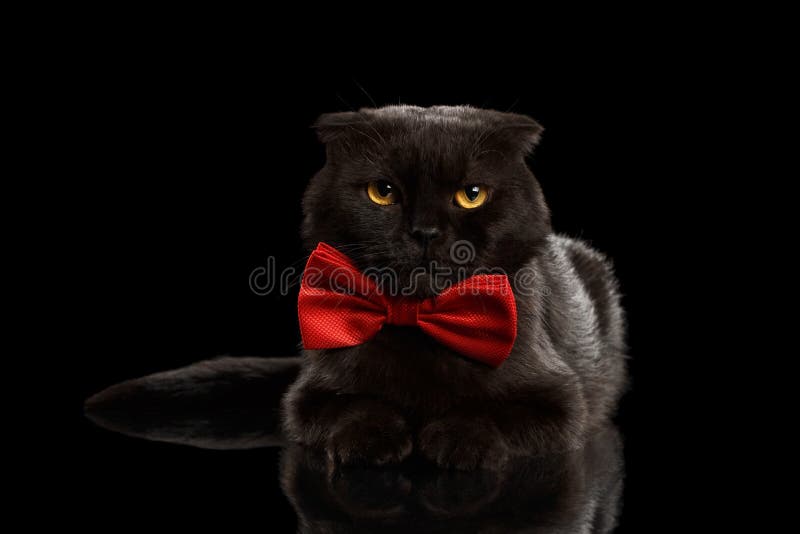 Grumpy Black Cat Lying with Bow Tie on Mirror Stock Photo - Image of ...