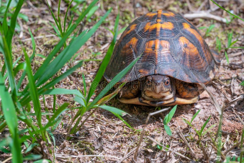 Grumpy Box Turtle stock photo. Image of hide, ground - 226116650