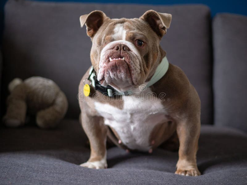 Grumpy Bulldog with Broad Shoulders Sitting on Sofa - Lilac White Stock ...