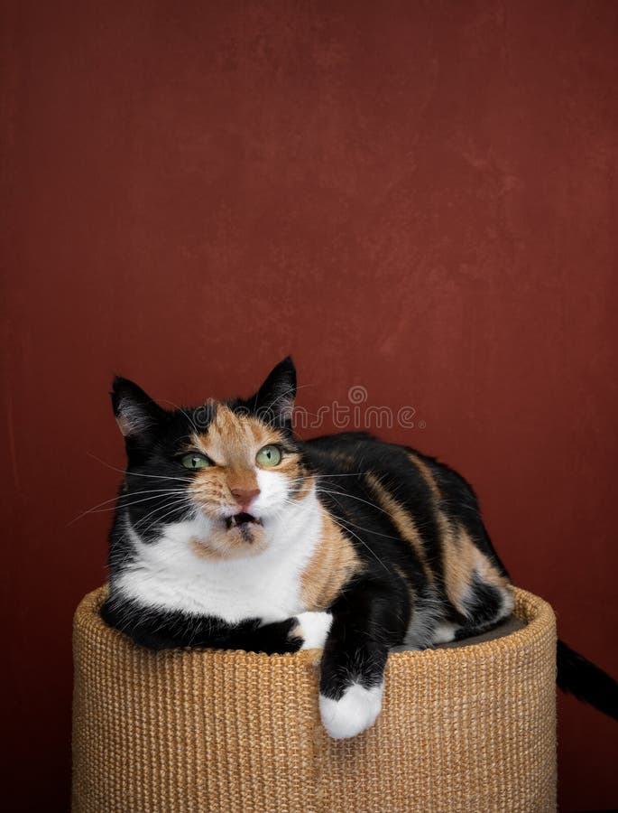 230 Angry Calico Stock Photos - Free & Royalty-Free Stock Photos from ...