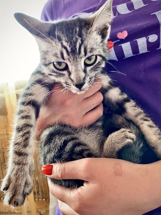 Grumpy cat stock photo. Image of grumpy, angry, annoyed - 200872106