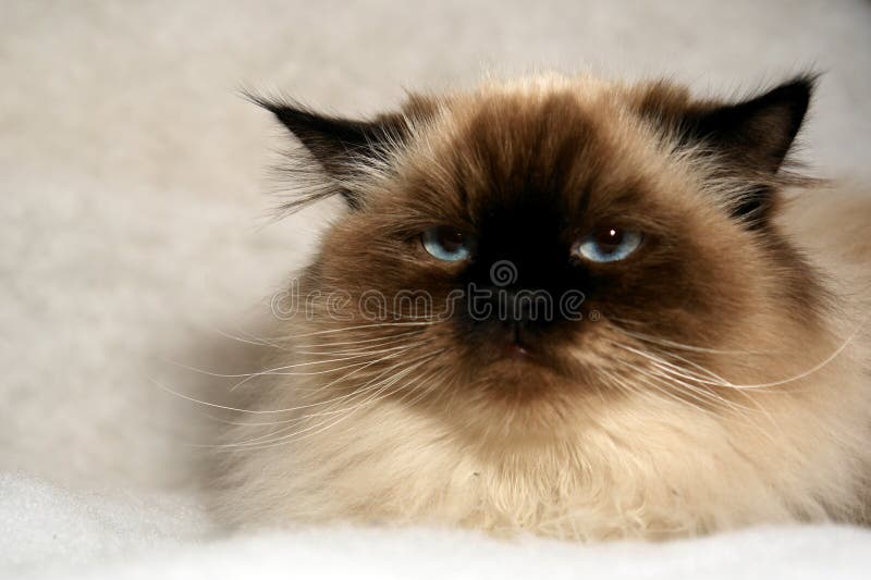 Grumpy cat stock image. Image of cute, blue, mammal, kitty - 3946111