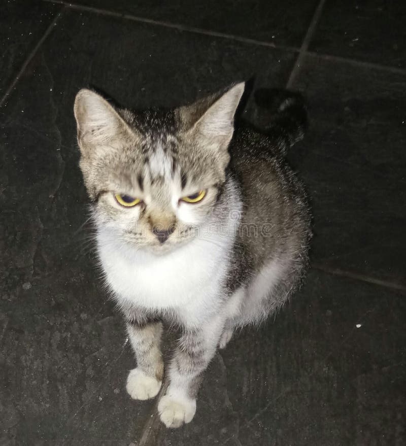 Grumpy Cat stock image. Image of animal, kitten, grumpy - 158067547