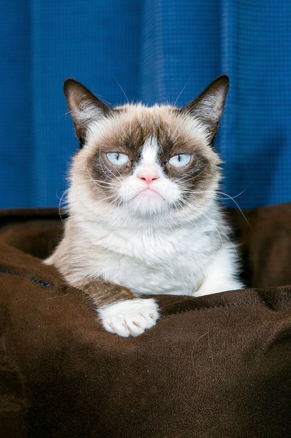 Grumpy cat classic meme stock photo. Image of grumpy - 267172570