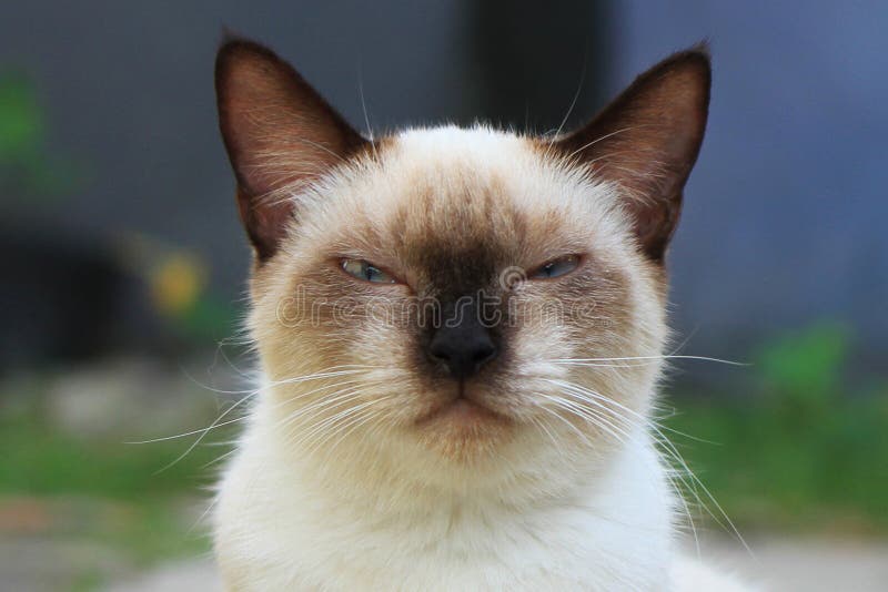 Grumpy cat eyes stock photo. Image of kitten, carnivore - 209588290