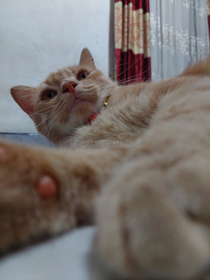 The grumpy cat stock image. Image of grumpy, pets, brown - 219283977