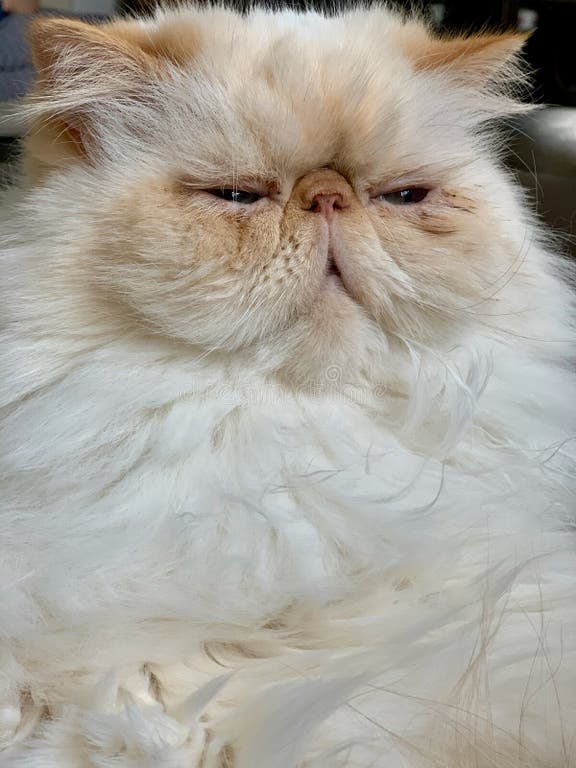 Grumpy Cat stock image. Image of persian, animal, annoyed - 347893011
