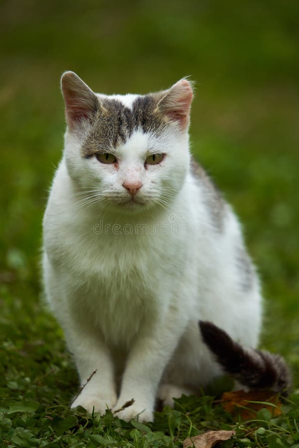 Grumpy cat in the grass stock image. Image of look, face - 233063985