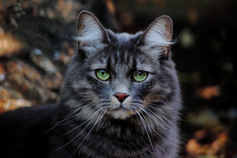 Grumpy Cat Stock Photos - Download 1,900 Royalty Free Photos