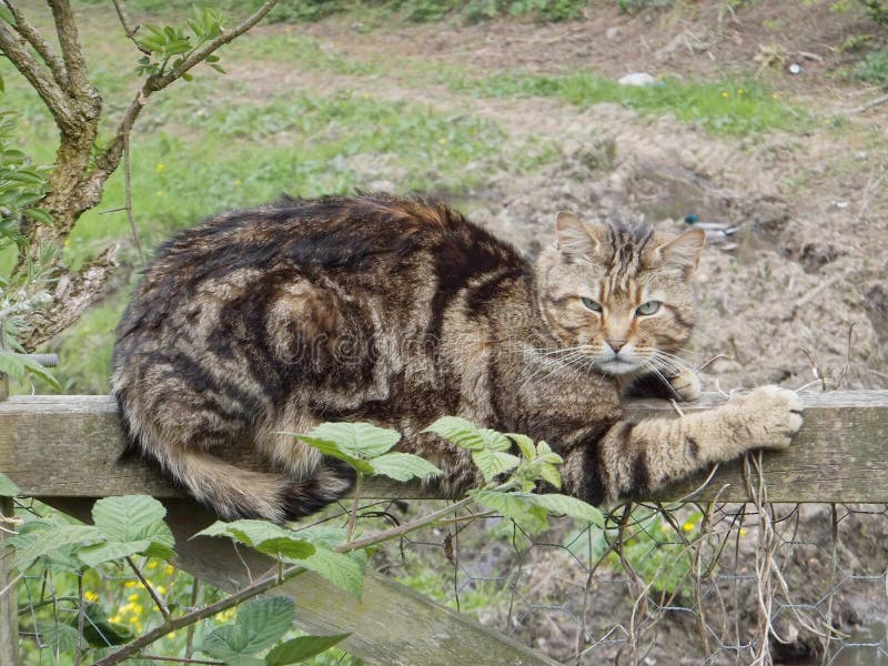 Tabby Cat with a Grumpy Cat -looking Facial Expression Stock Image ...