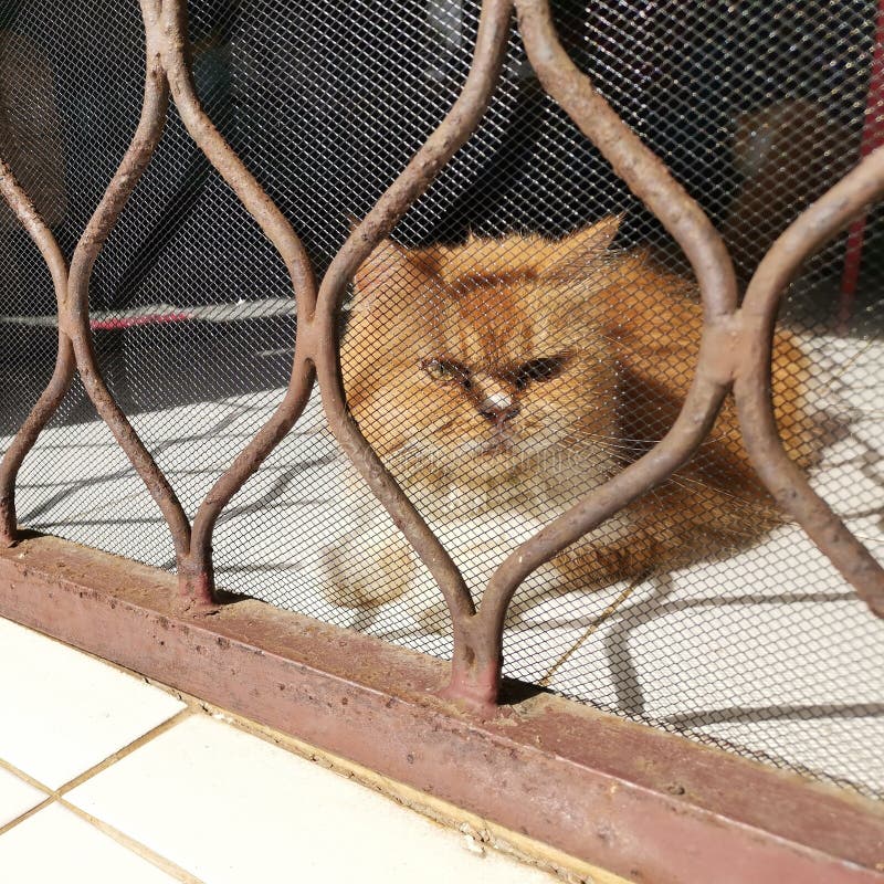 Grumpy Cat Locked Inside a House Waiting for the Rustic Door To Open ...