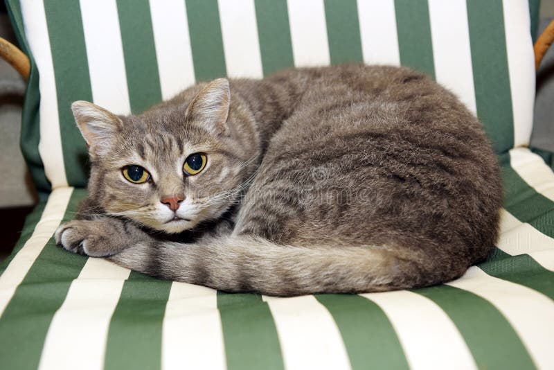 Grumpy cat lying on chair stock image. Image of stare - 84147805