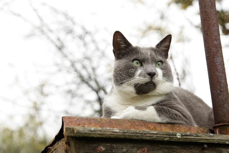 Grumpy Cat Stock Photos - Download 1,900 Royalty Free Photos