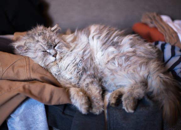 Grumpy cat stock image. Image of head, portrait, persian - 51057323