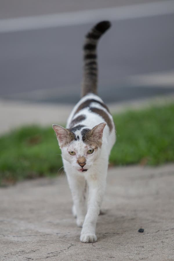 Grumpy Cat Walk stock image. Image of walk, kitten, adorable - 73585807