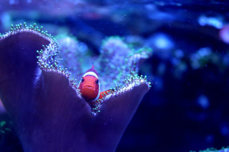 Grumpy clown fish ðŸ stock photo. Image of flower - 217759420